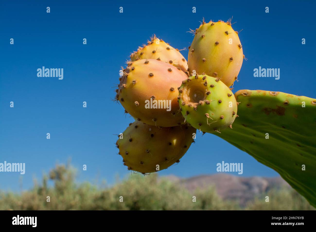 photo of cactus with edible fruits Stock Photo - Alamy