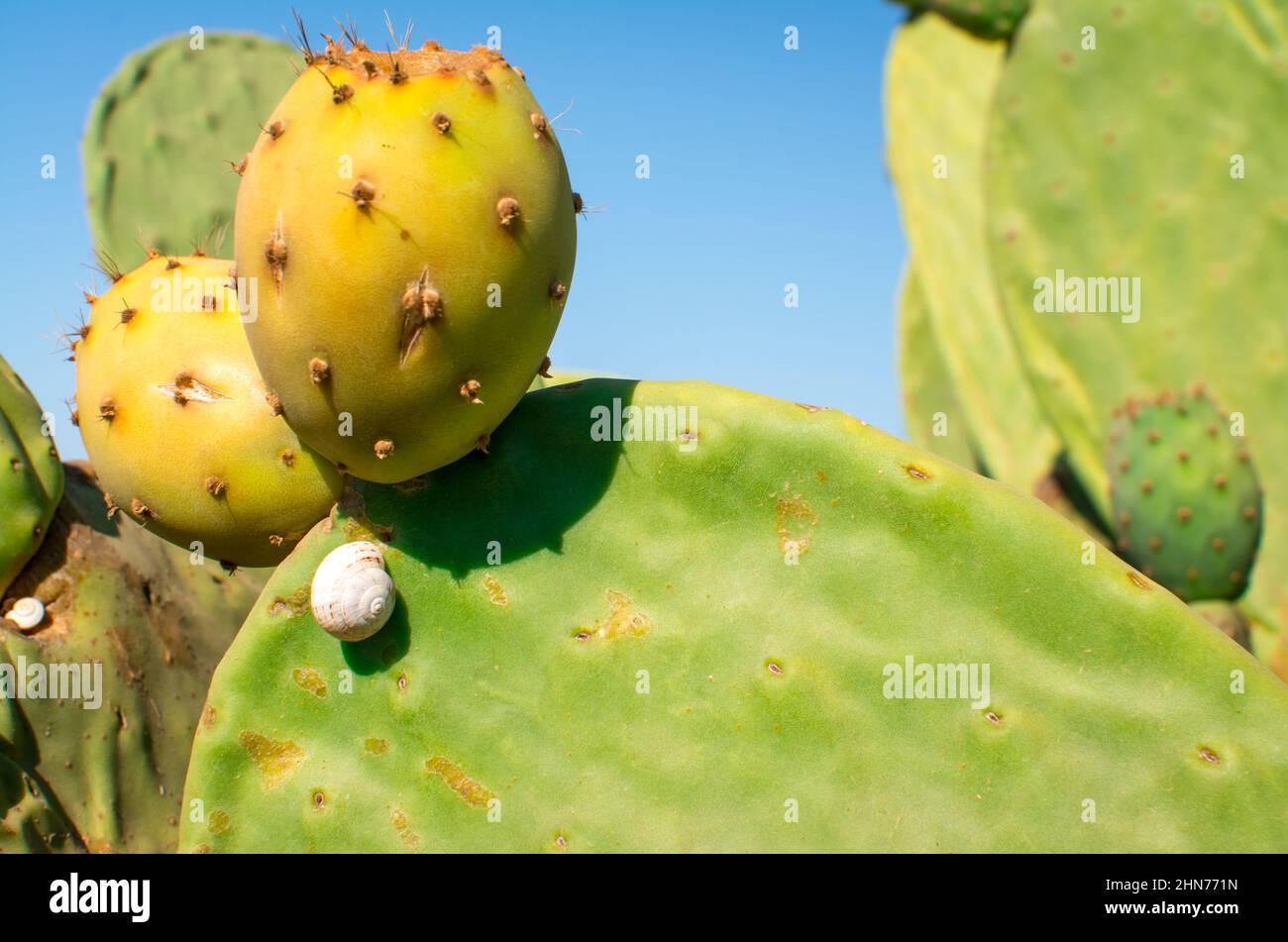 photo of cactus with edible fruits Stock Photo - Alamy