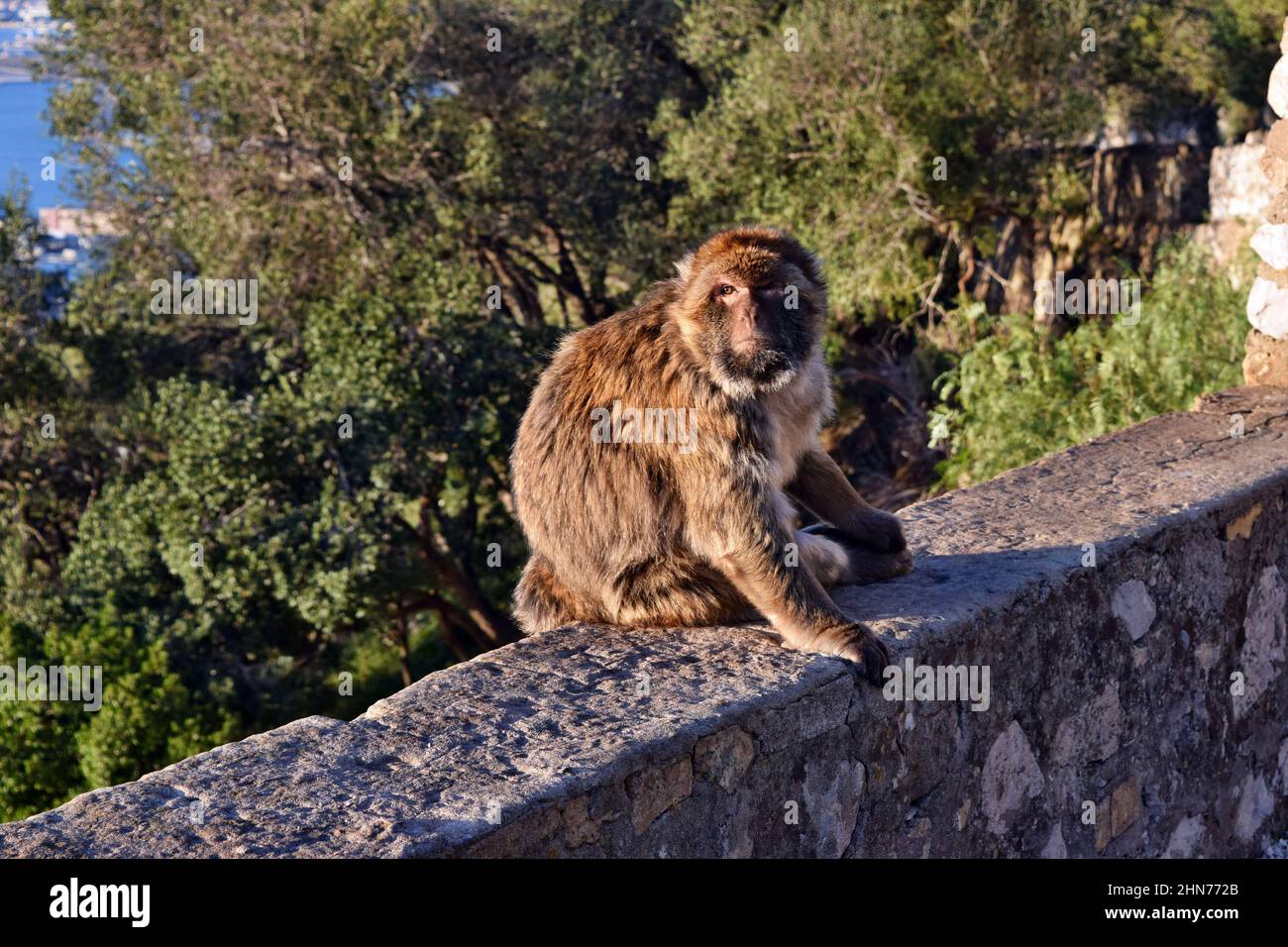 Wild barbary macaque or called simply Gibraltar monkeys sitting on the ...
