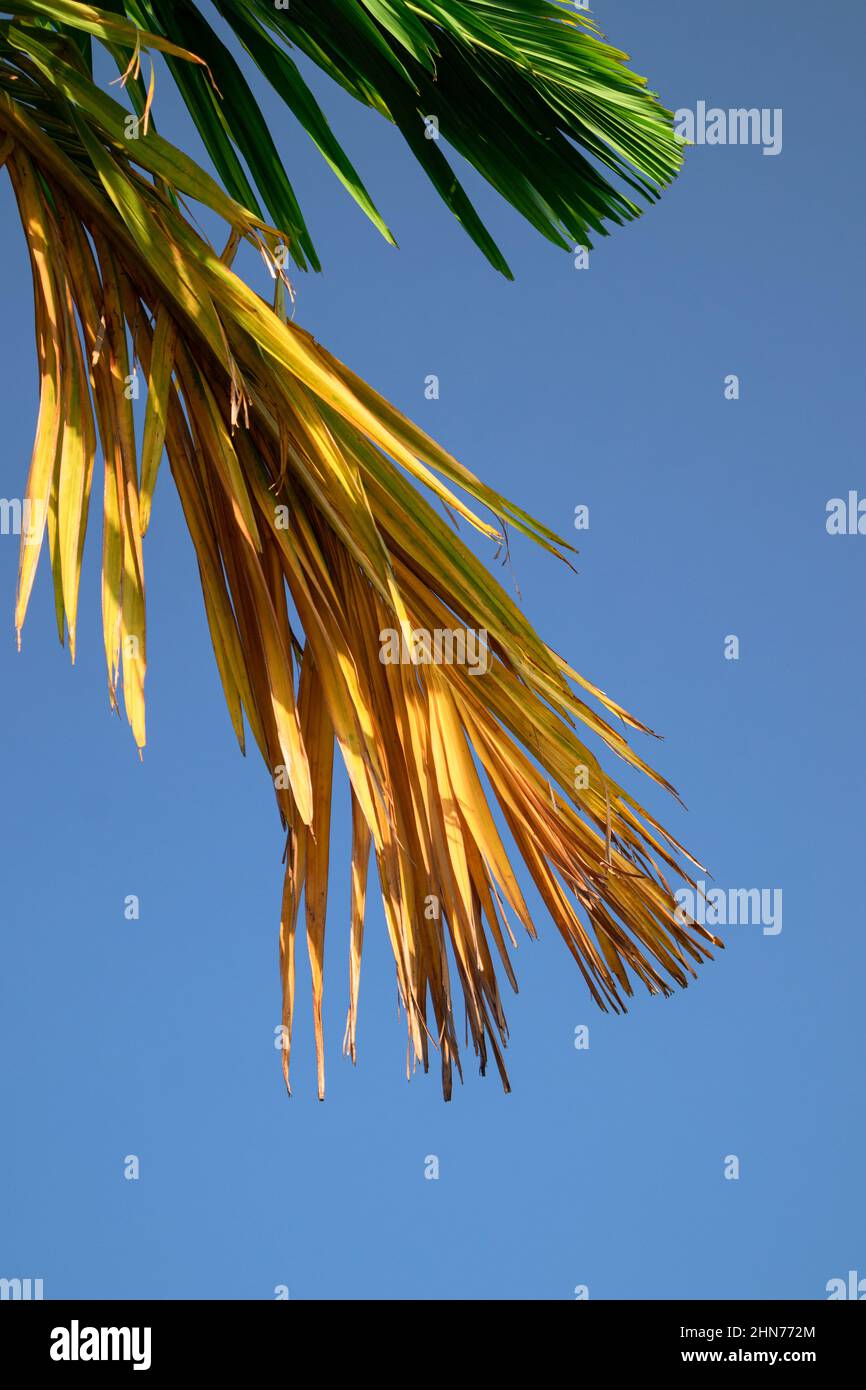 Natural palm trees and leafs in nature Stock Photo - Alamy