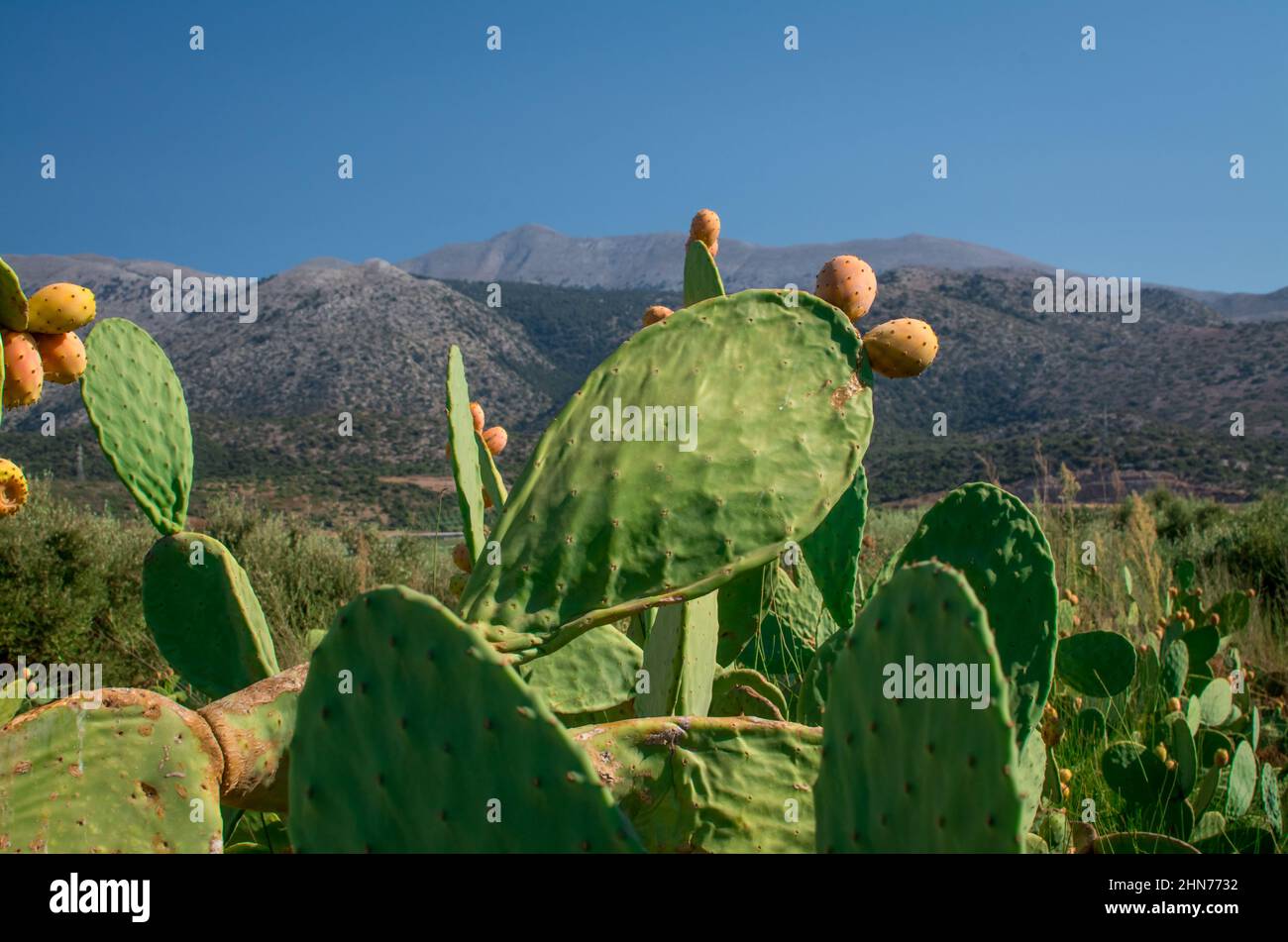 photo of cactus with edible fruits Stock Photo - Alamy