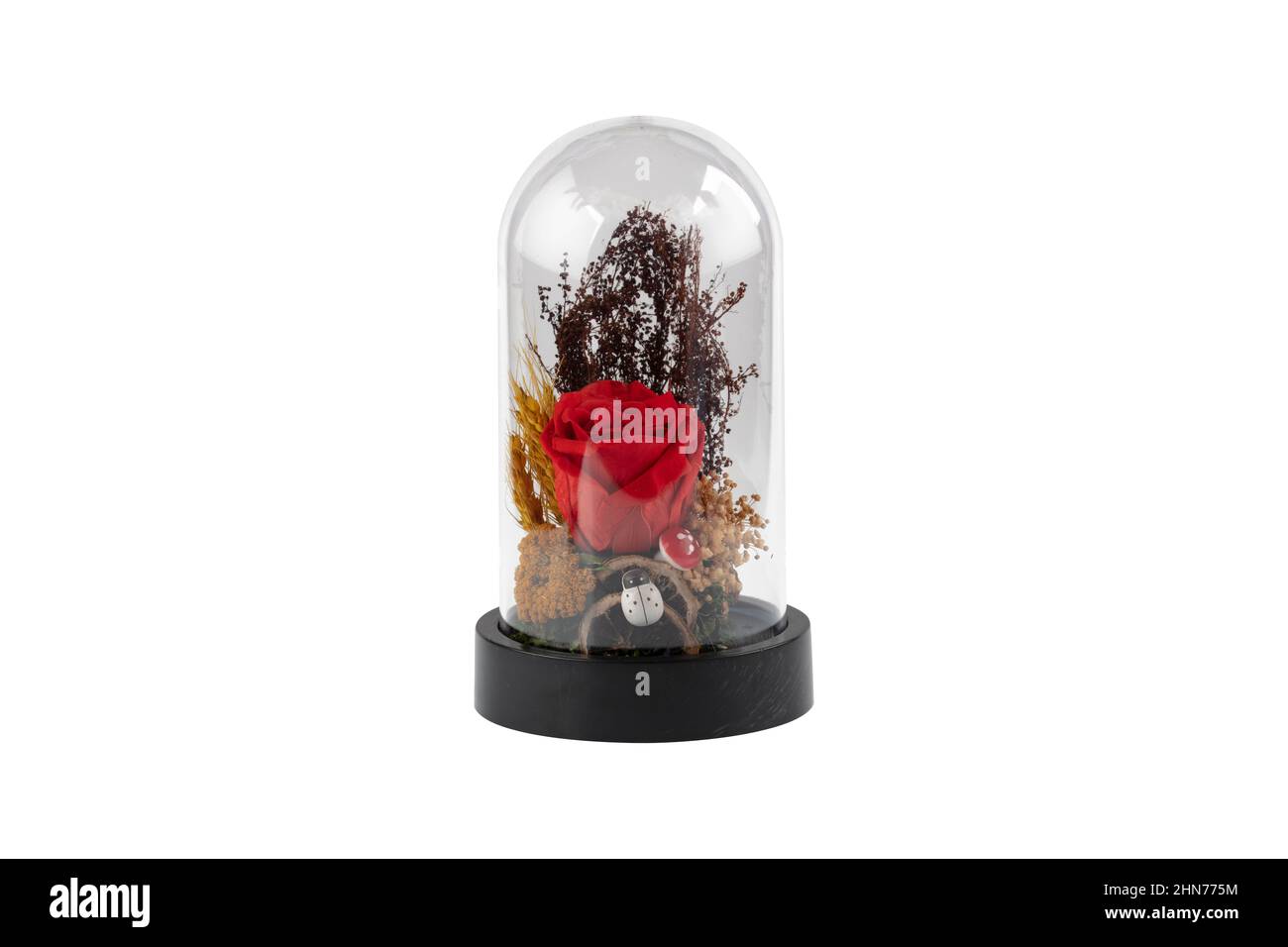 Glass terrarium. Large terrarium isolated on white background ...