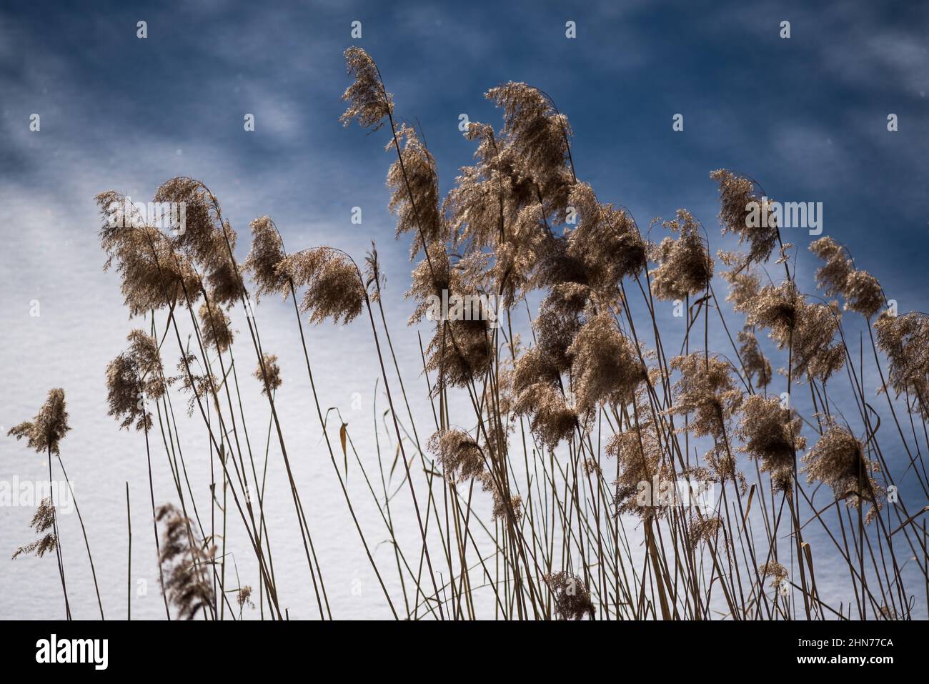 Field silver hi-res stock photography and images - Alamy