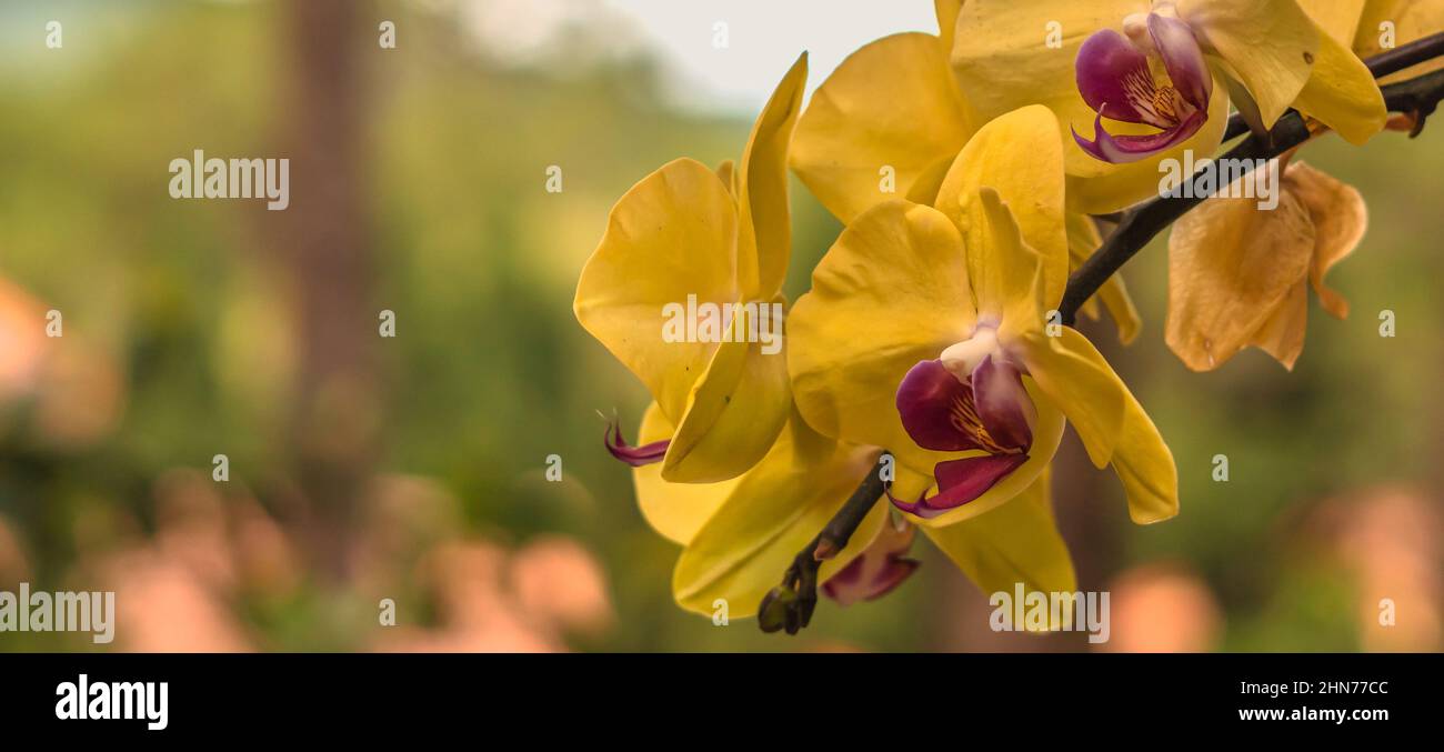 BANNER Real beauty nature background. Orchid tropical flower plant ...