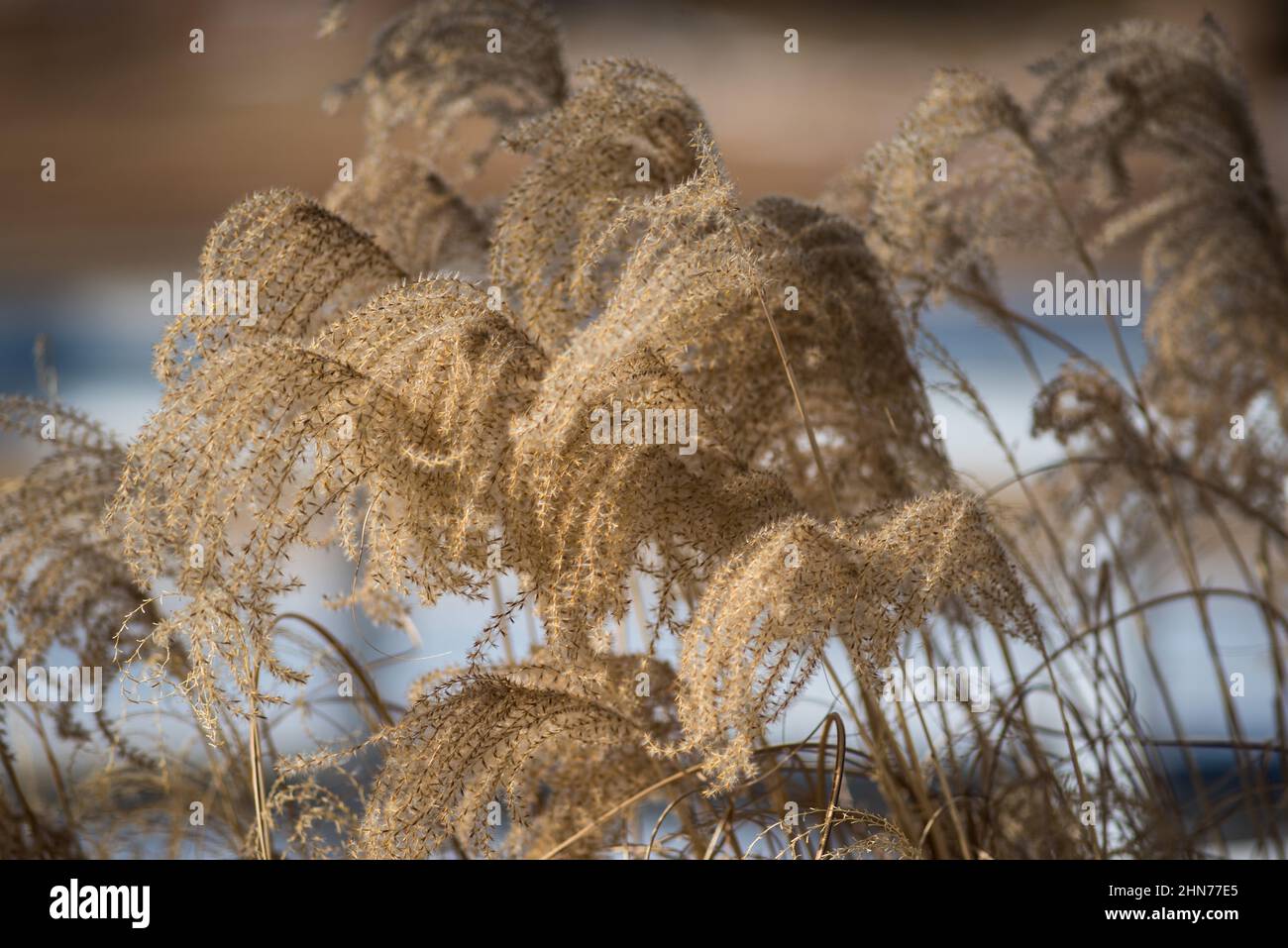 Field silver hi-res stock photography and images - Alamy