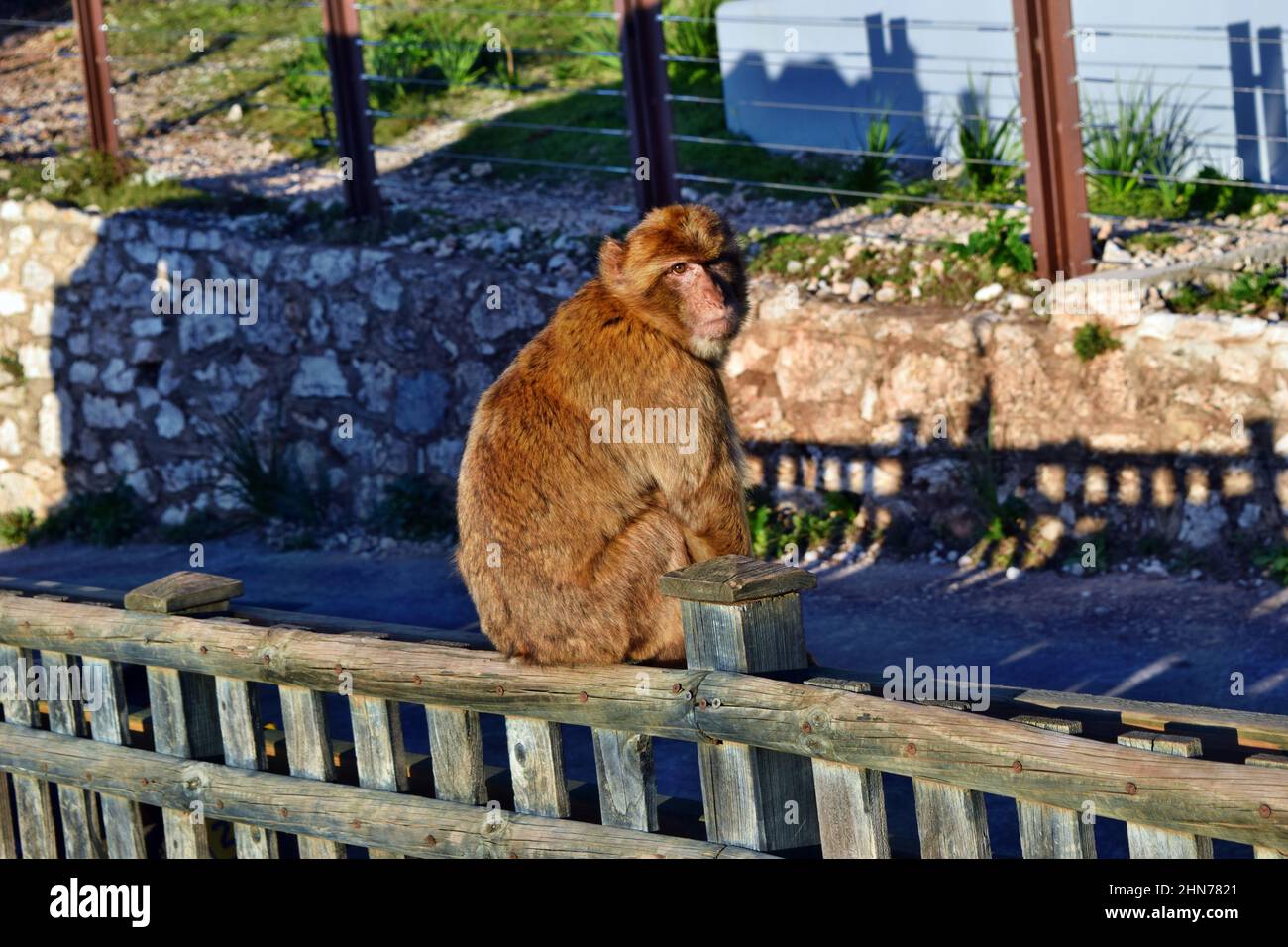 Wild barbary macaque or called simply Gibraltar monkeys sitting on the ...