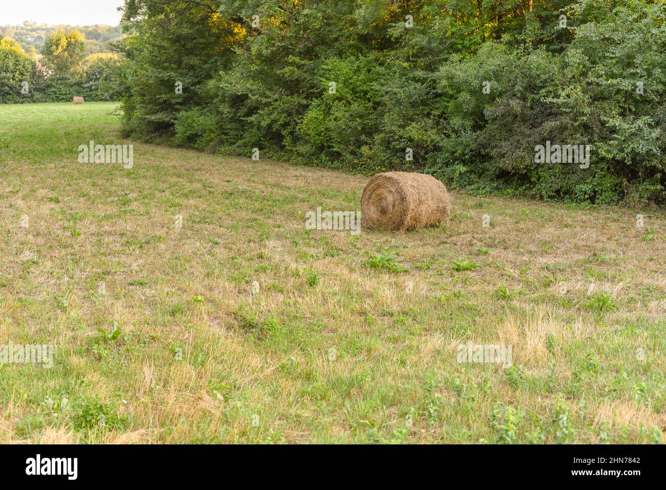Round hay bale in a grass field Stock Photo - Alamy