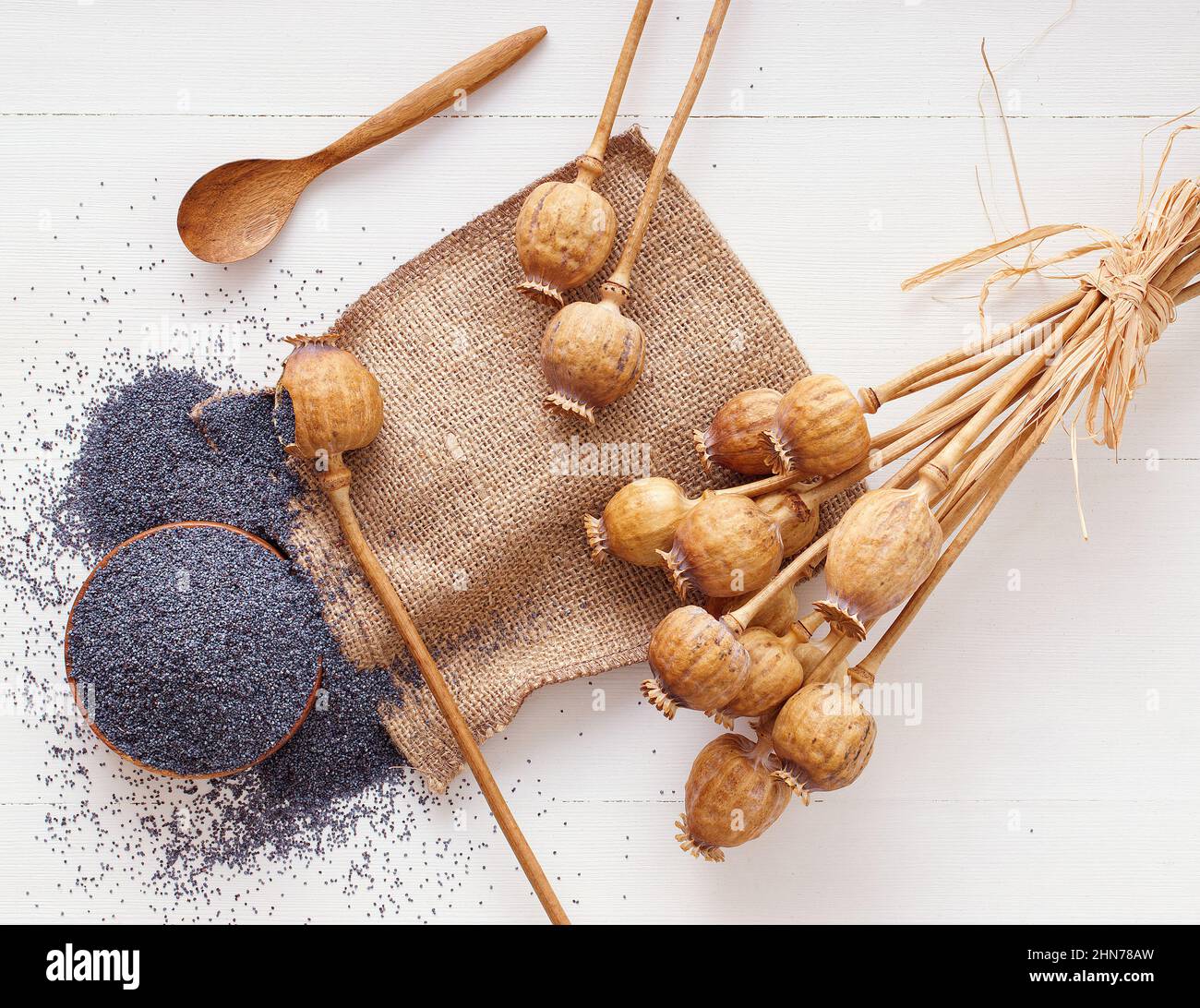 Flat seed pods hi-res stock photography and images - Alamy