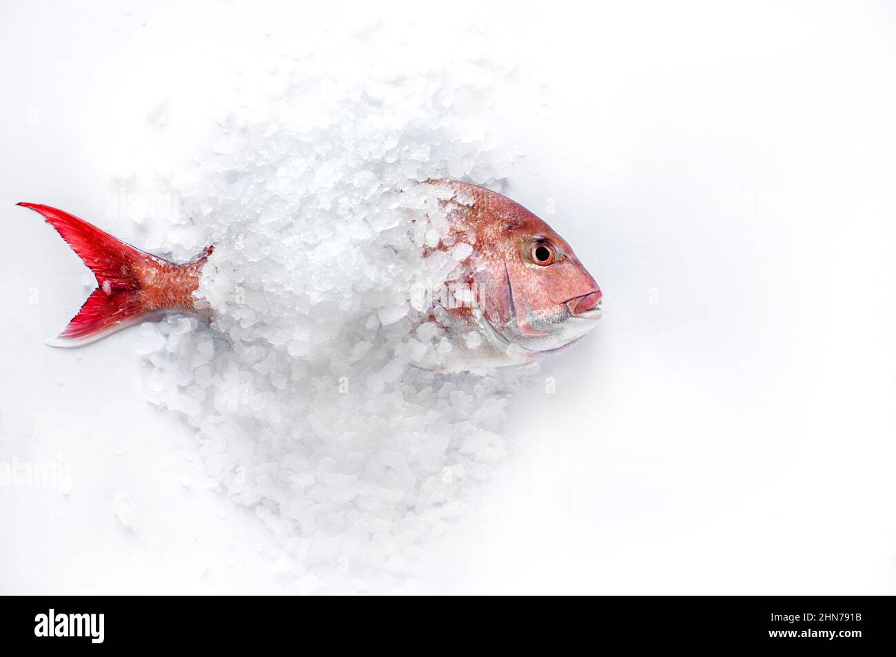 fish on ice white Stock Photo - Alamy