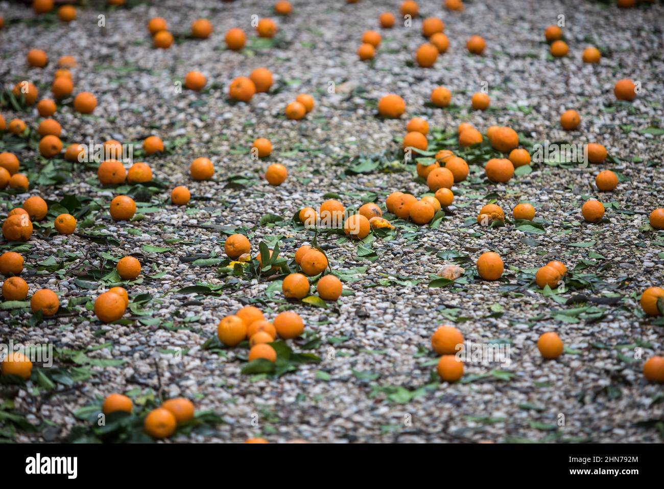 Lots of ripe mandarin oranges lying on the ground, in an orange orchard ...