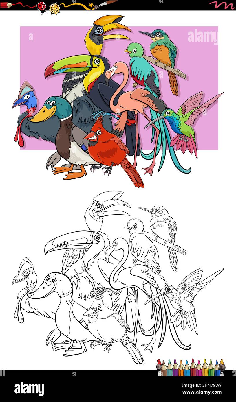 Cartoon illustration of birds animal comic characters group coloring ...