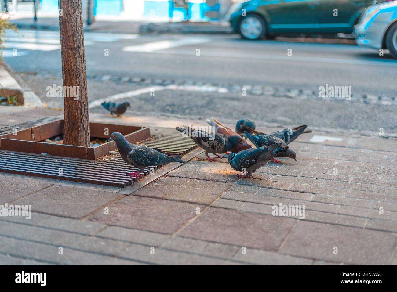 Several street pigeons eating crumbs close Stock Photo - Alamy