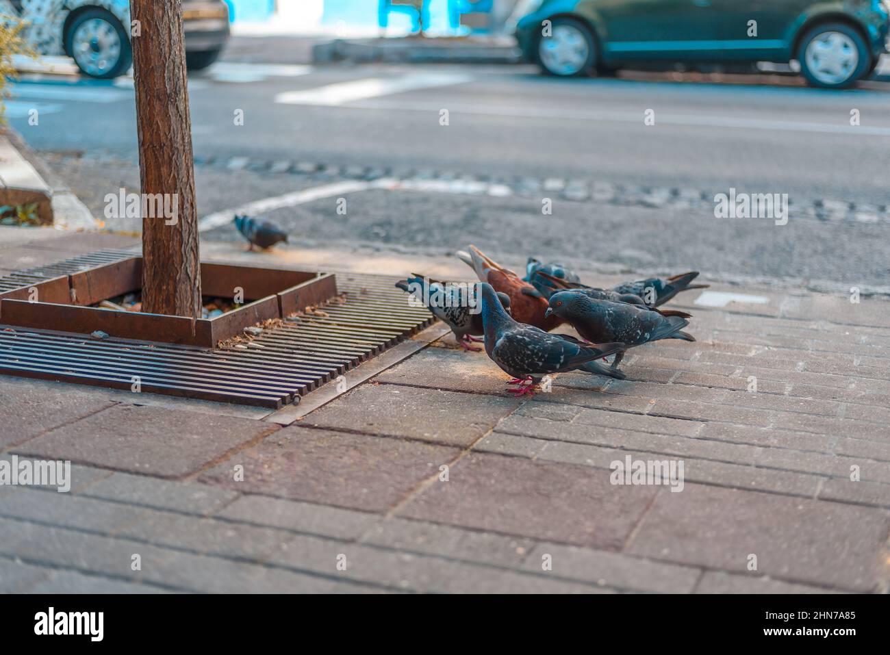 Several pigeons flying hi-res stock photography and images - Alamy