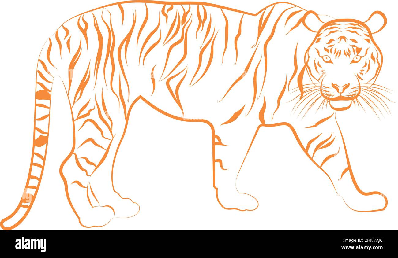 Golden outline of an asian tiger Vector Stock Vector Image & Art - Alamy