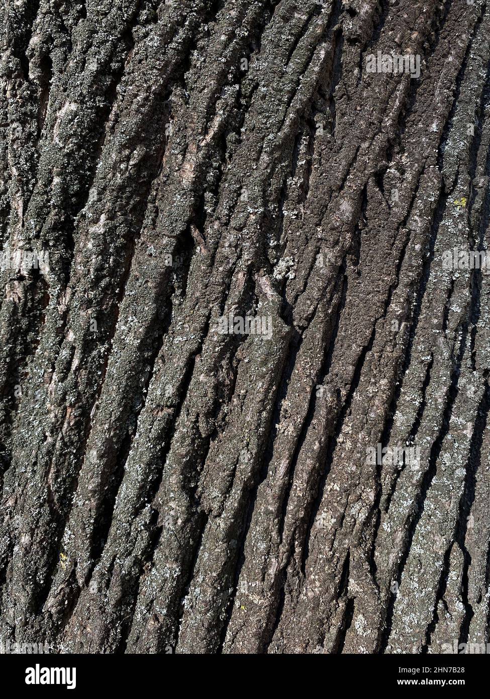 Grey bark hi-res stock photography and images - Alamy