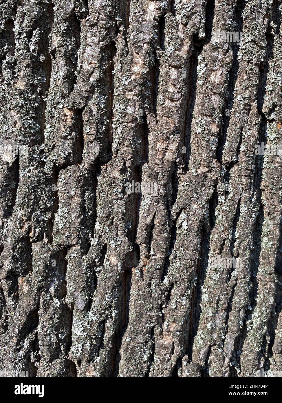 Grey trunk hi-res stock photography and images - Alamy