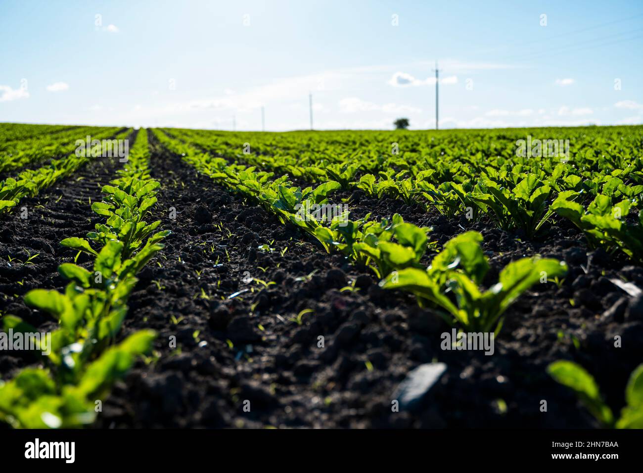 Sugar beet sprout growing in cultivated agricultural field with a blue ...