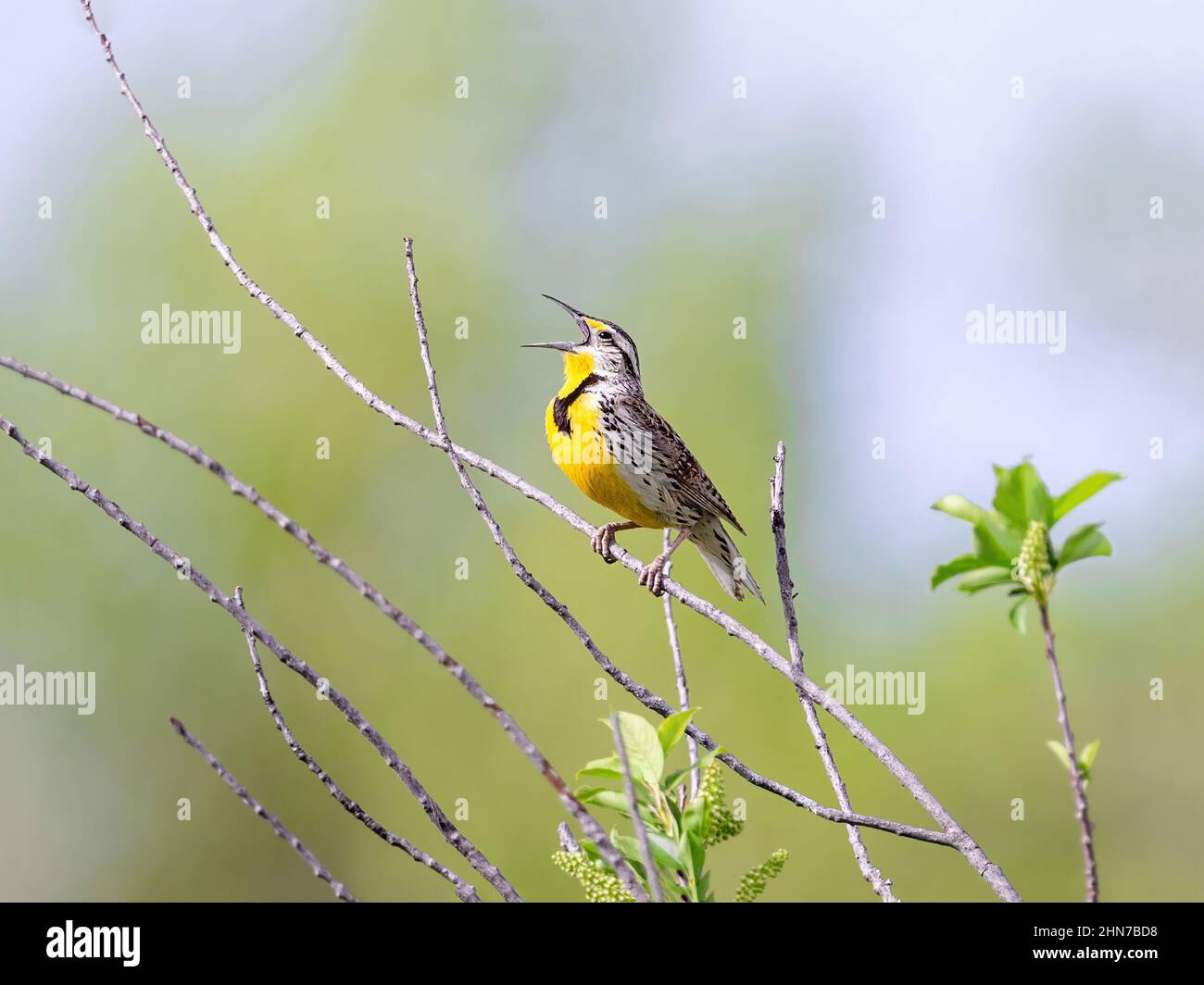Close up of a Western Meadowlark on a branch enthusiastically singing ...