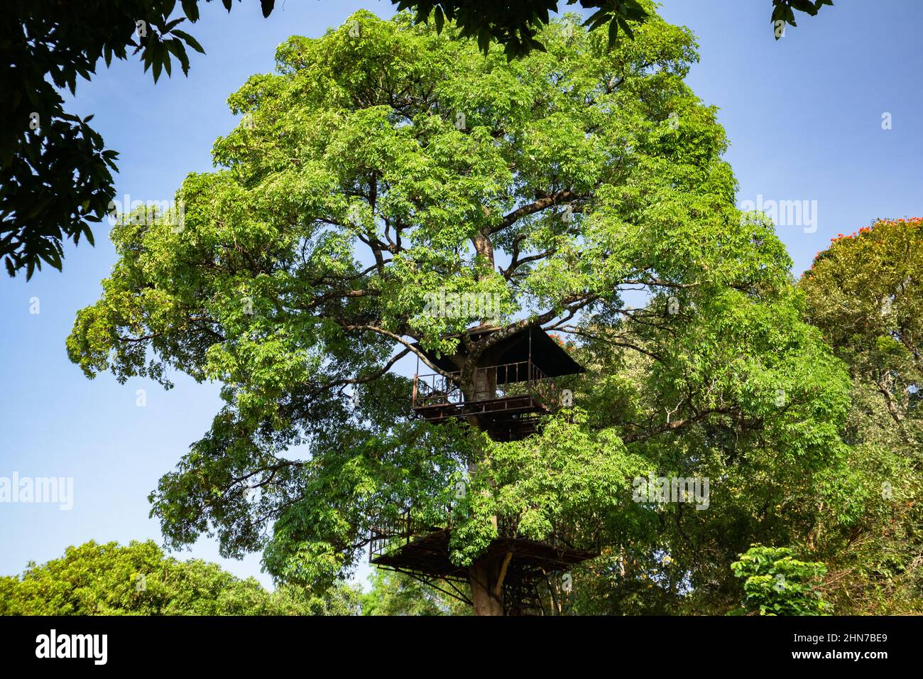 Old abandoned tree house on a large tree Stock Photo - Alamy