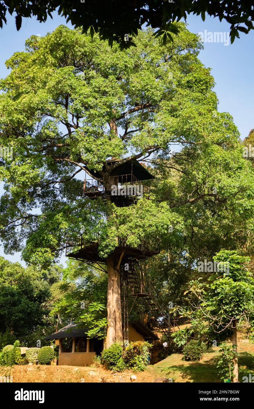 Old abandoned tree house on a large tree Stock Photo - Alamy
