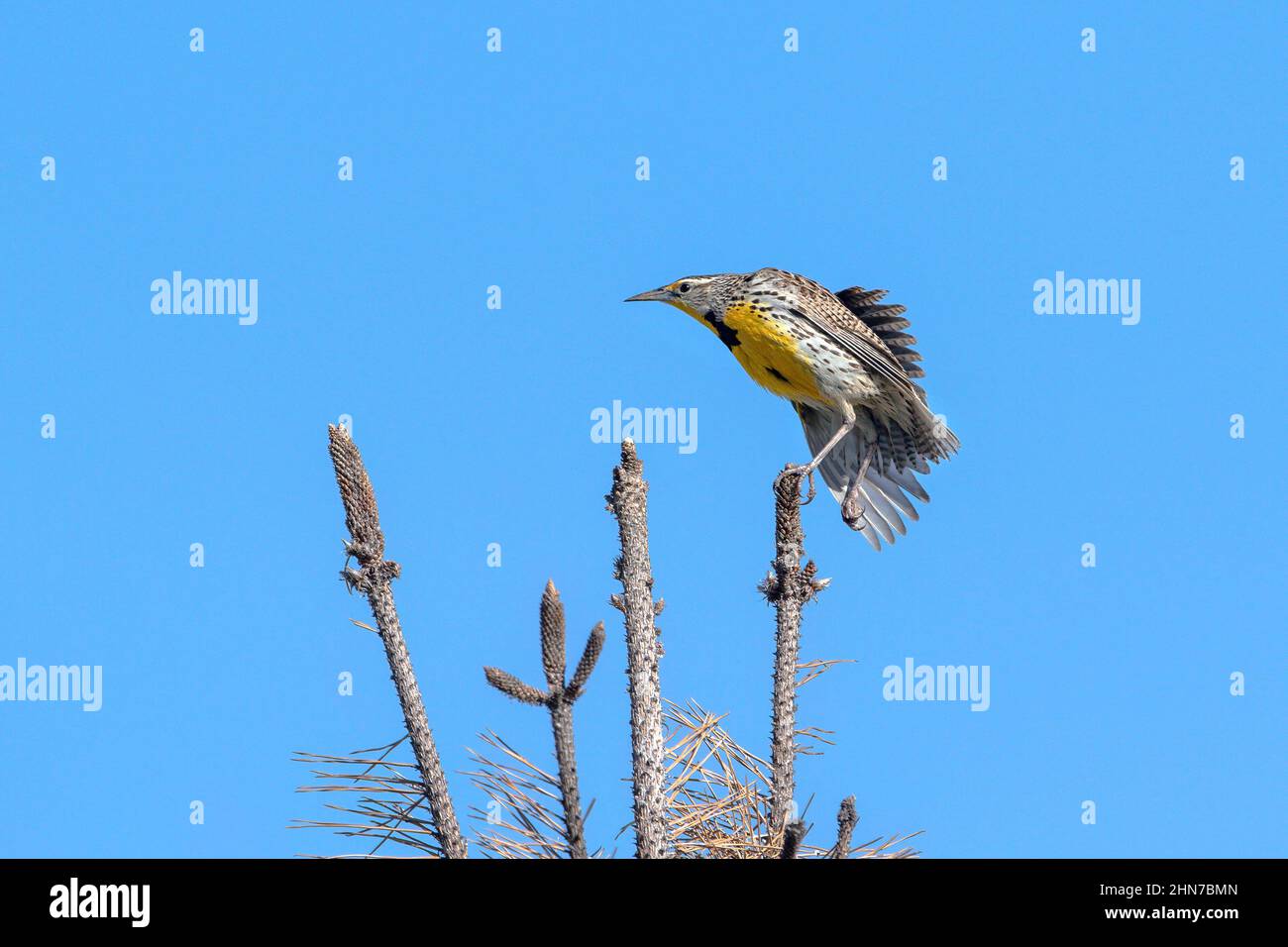 Closeup of a Western Meadowlark stretching a leg and a back wing ...