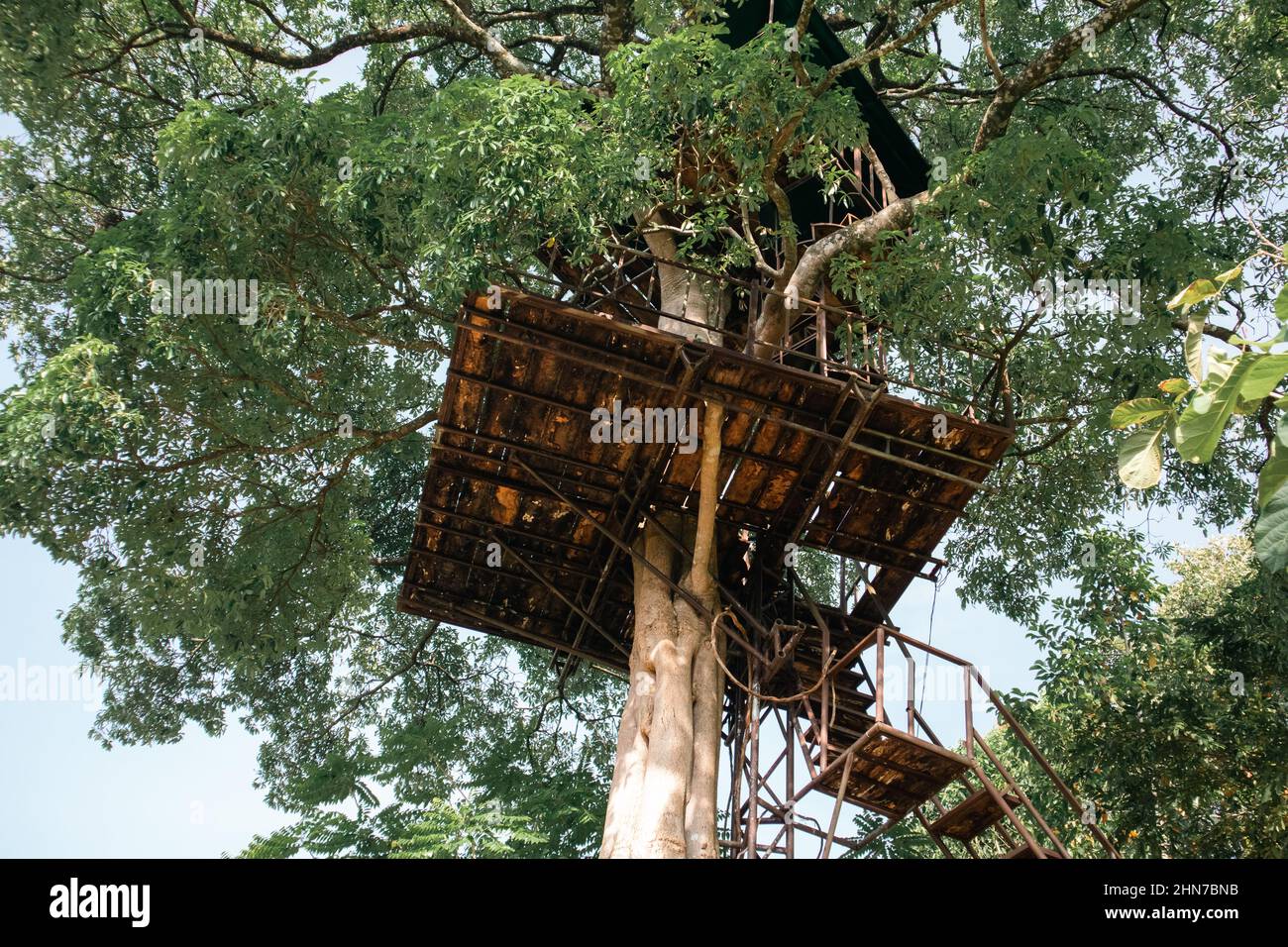 Old abandoned tree house on a large tree Stock Photo - Alamy