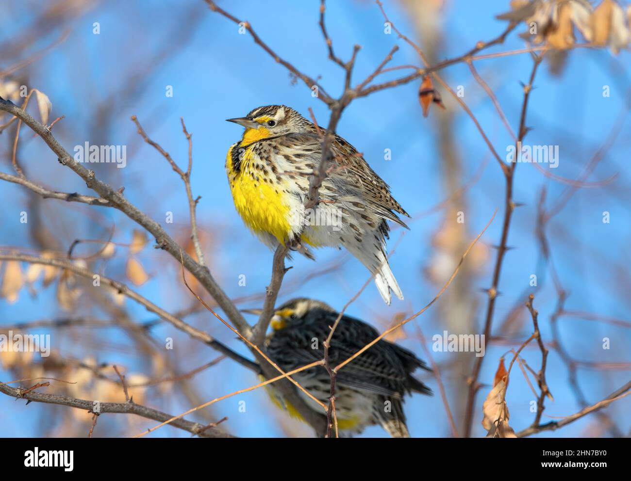 Full chilly hi-res stock photography and images - Alamy