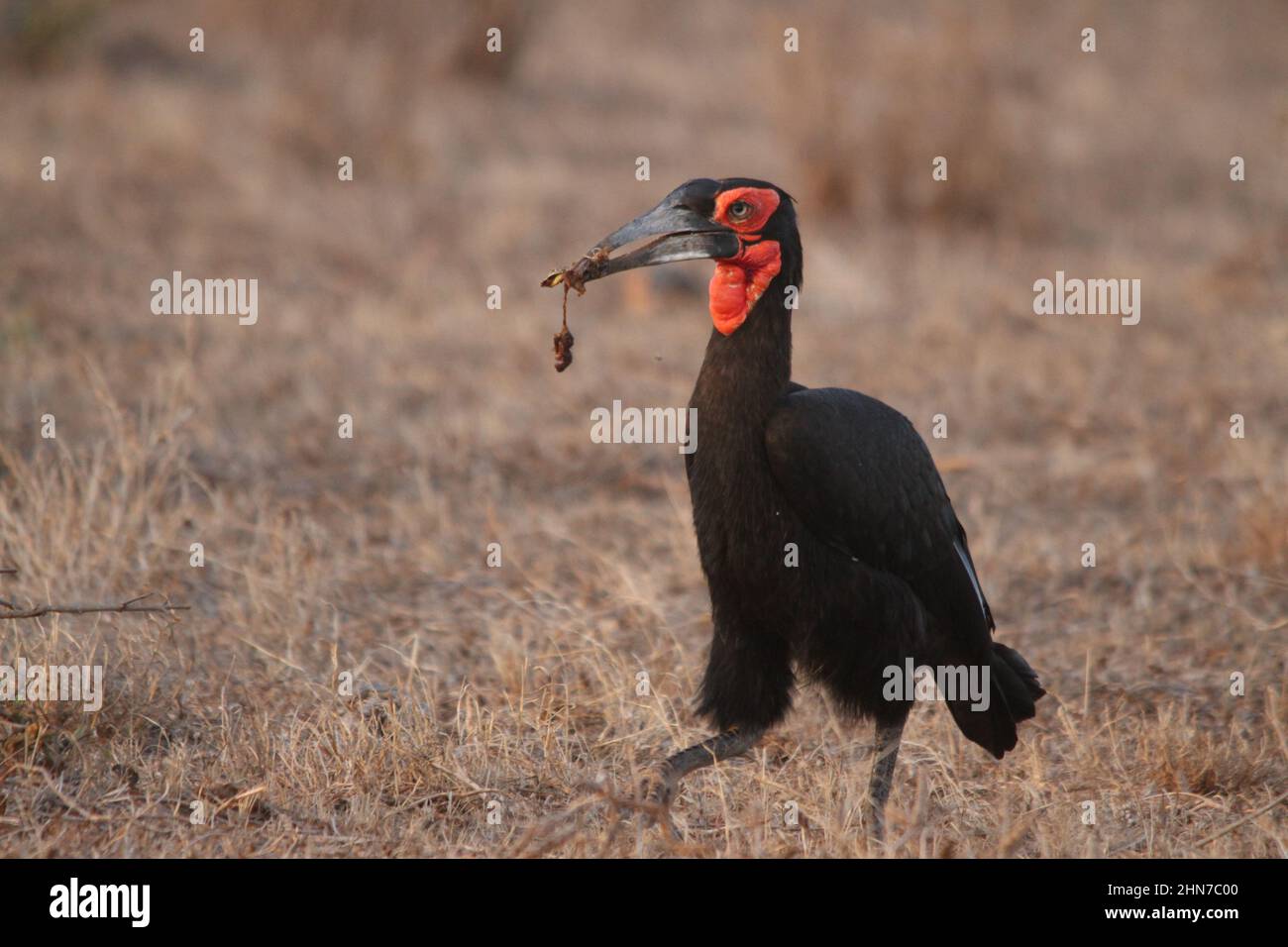 Kaffir horned raven hi-res stock photography and images - Alamy