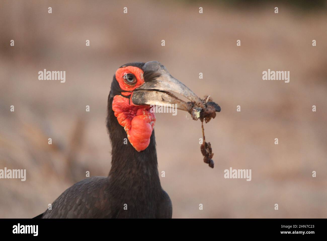 Kaffir horned raven hi-res stock photography and images - Alamy
