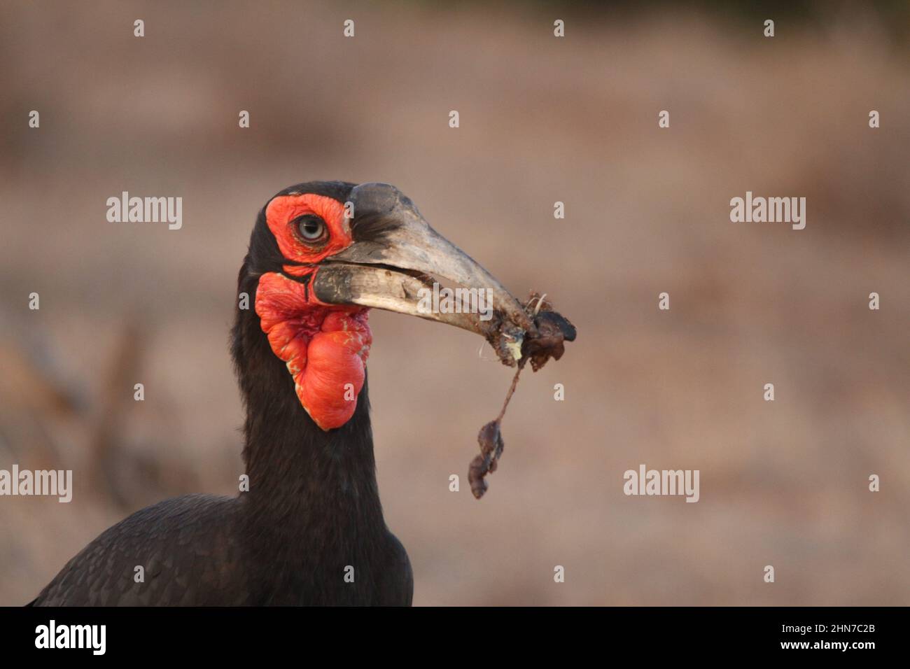Kaffir horned raven hi-res stock photography and images - Alamy
