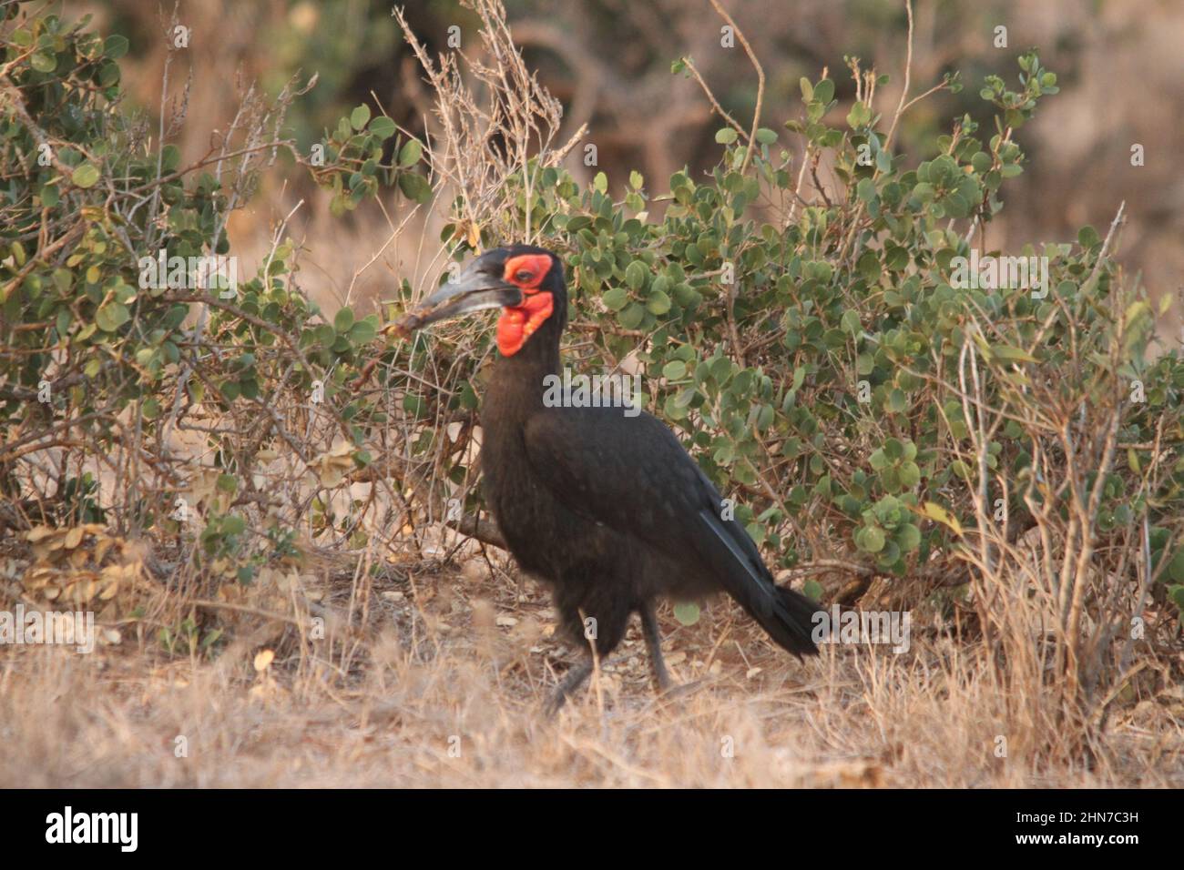 Kaffir horned raven hi-res stock photography and images - Alamy