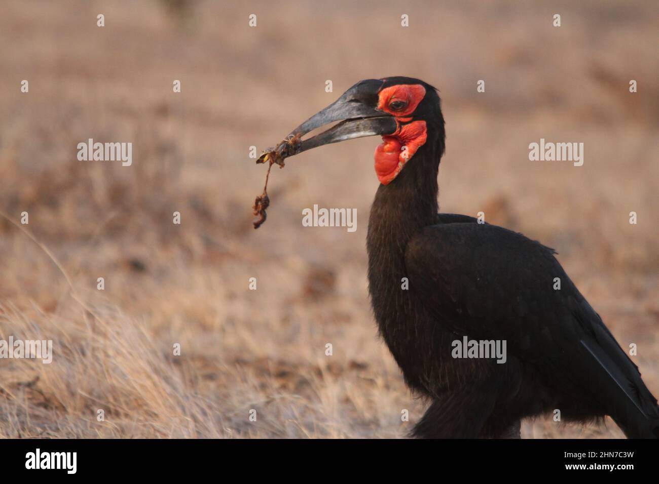 Kaffir horned raven hi-res stock photography and images - Alamy
