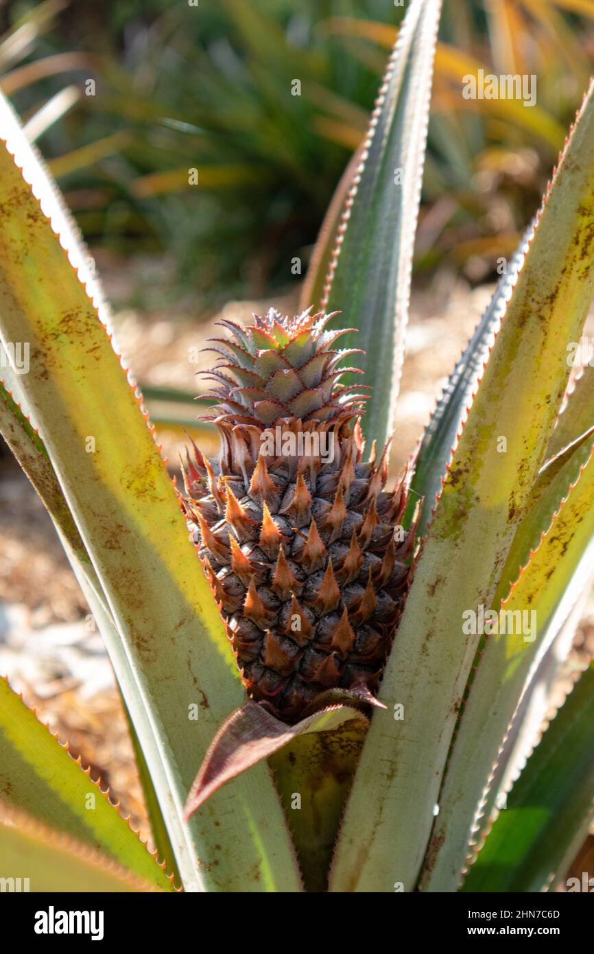 Plants and green leaf cultivation in agricultural field Stock Photo - Alamy