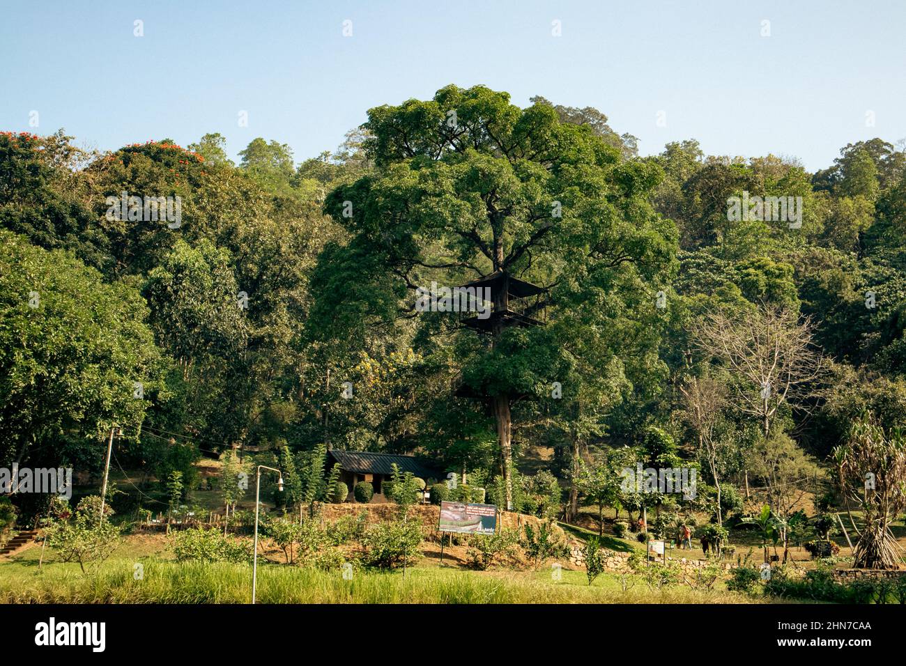 Old abandoned tree house on a large tree Stock Photo - Alamy