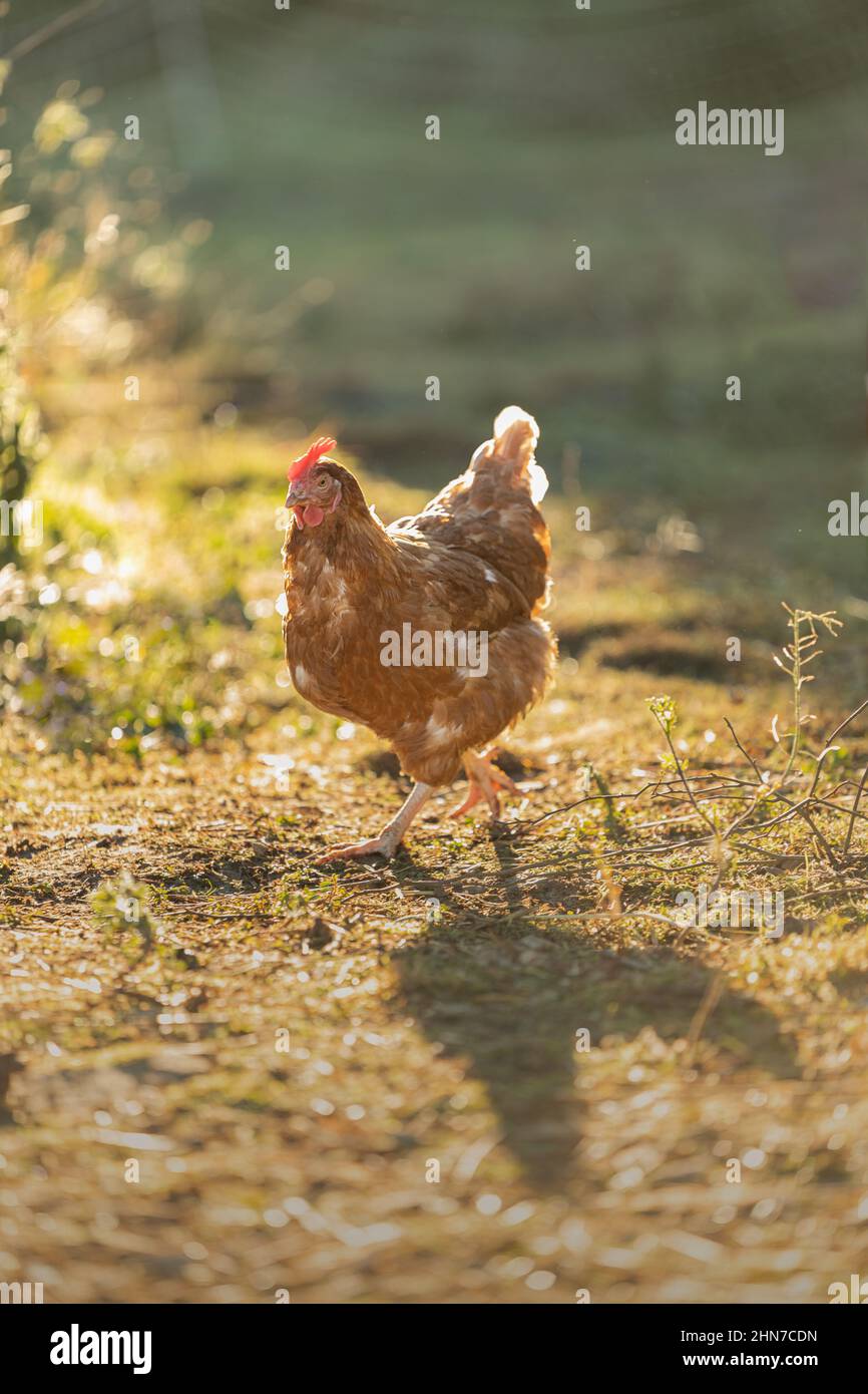 Hen on a farm hi-res stock photography and images - Alamy