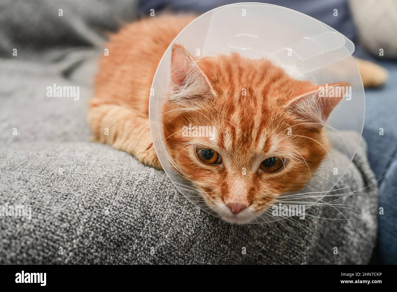 Image of orange cat with veterinairy cone on its head, after surgery ...