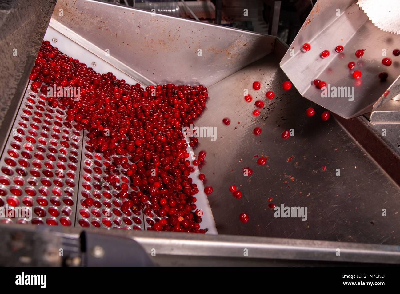 Machine process of sorting cherries before freezing. Sort by size Stock ...