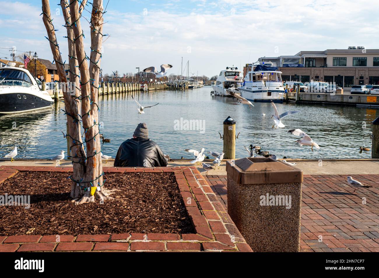 A man feeding seagulls Stock Photo - Alamy