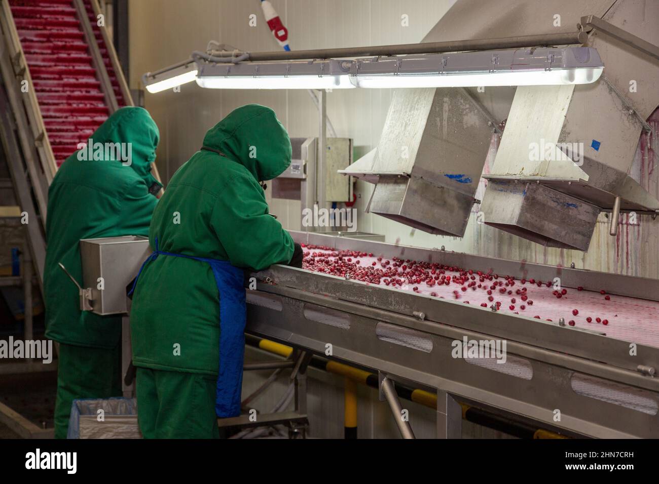 Manual sorting of frozen cherries on the conveyor. Workers in a warm ...