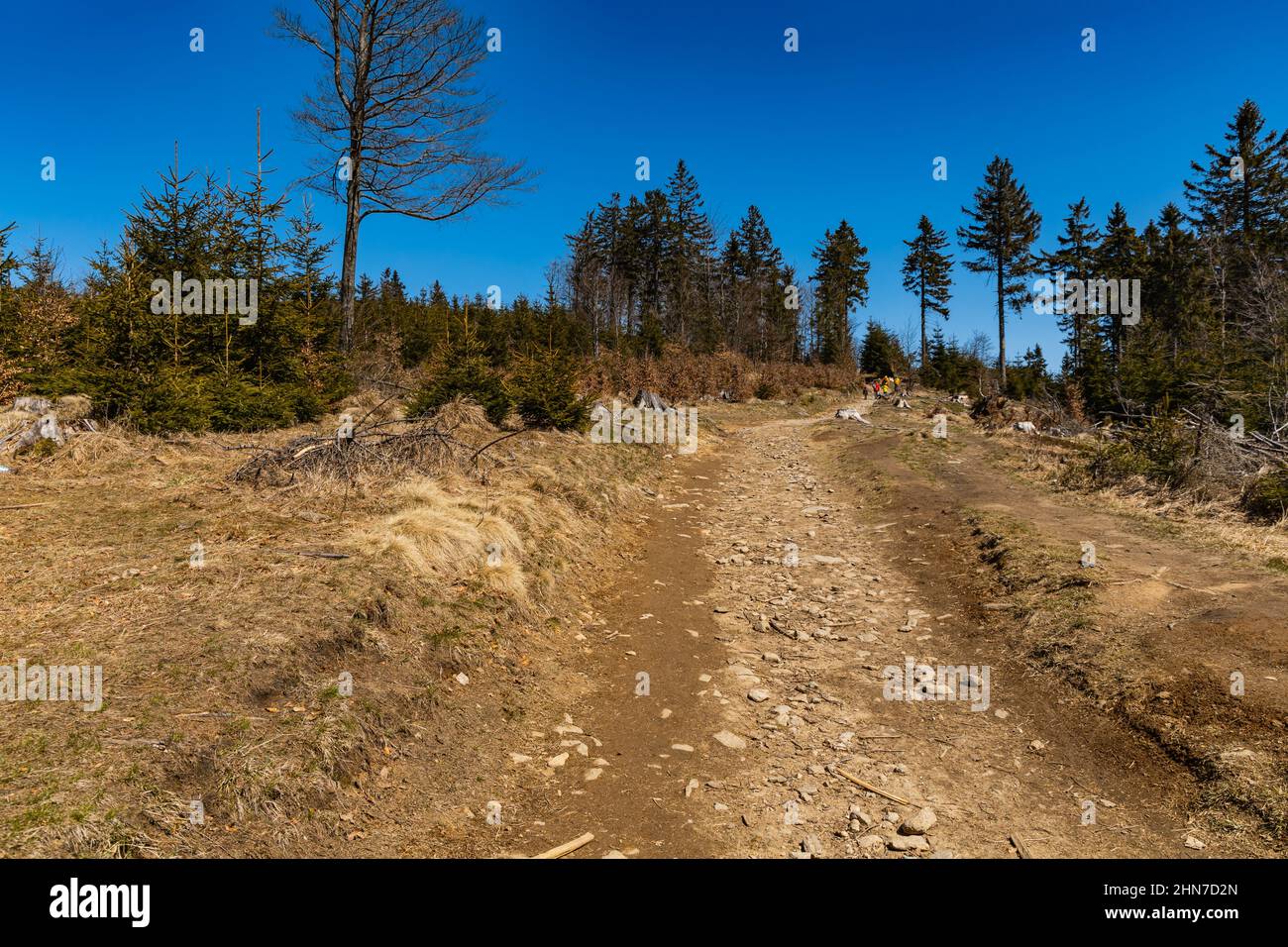 Long mountain trail full of old high trees around Stock Photo - Alamy