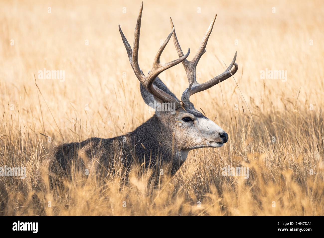 A Mule Deer Buck resting on a golden field of tall grasses in mid Fall ...