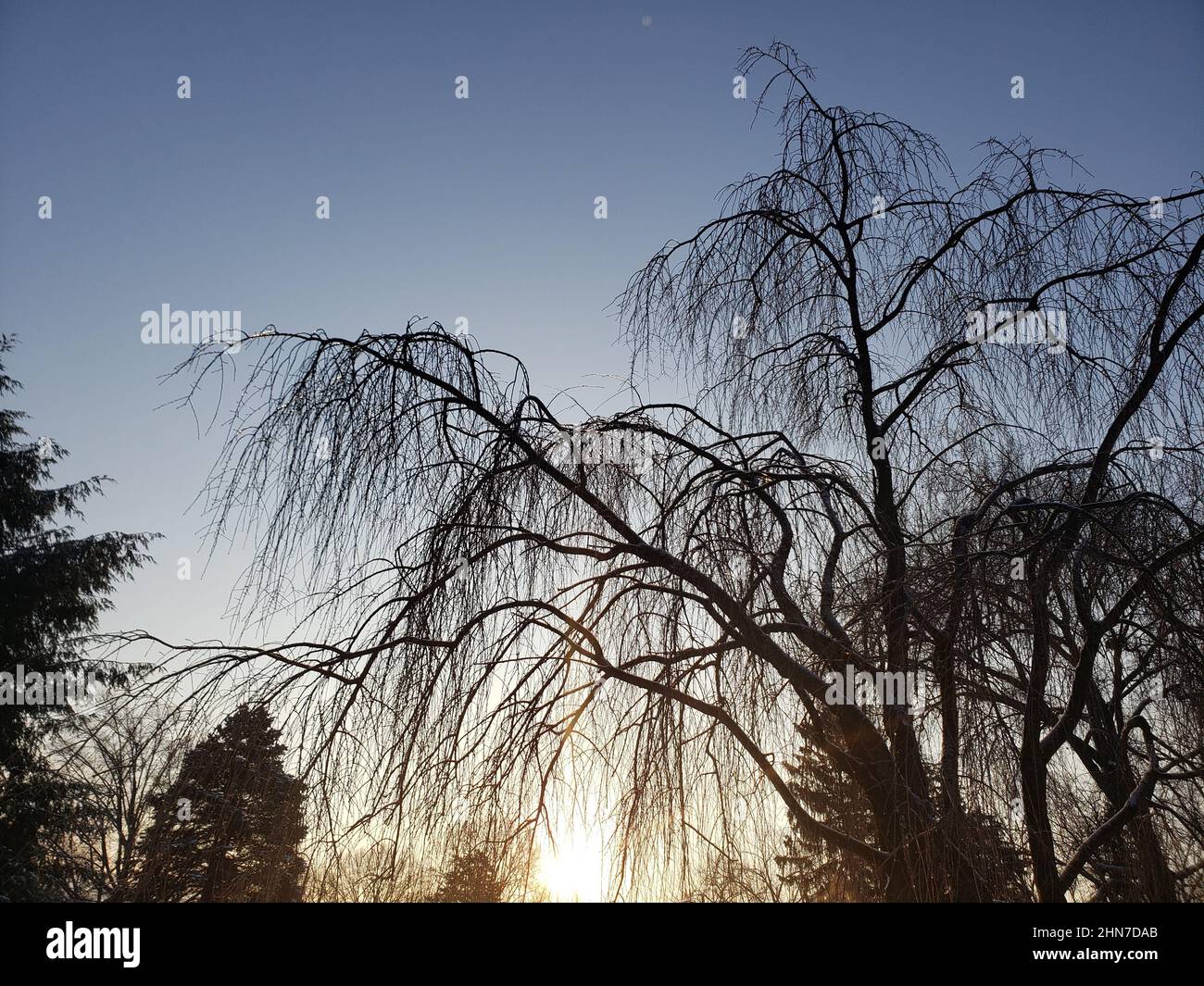 Winter Sunrise with a backlit weeping cherry tree Stock Photo - Alamy