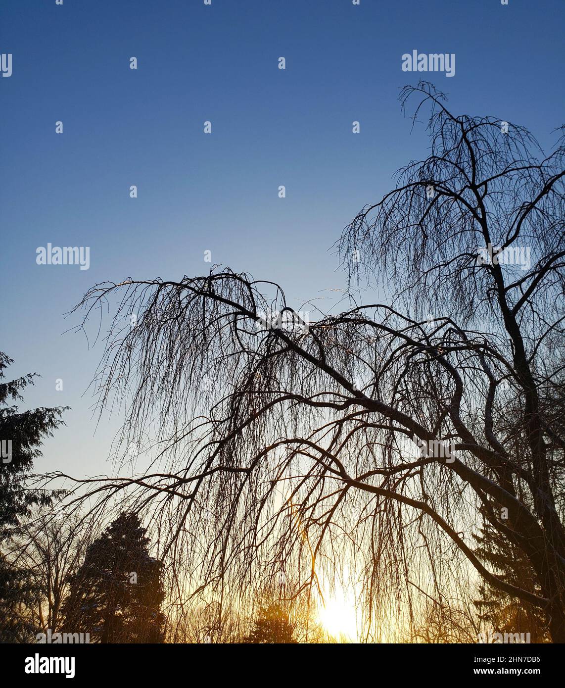 Winter Sunrise with a backlit weeping cherry tree Stock Photo - Alamy