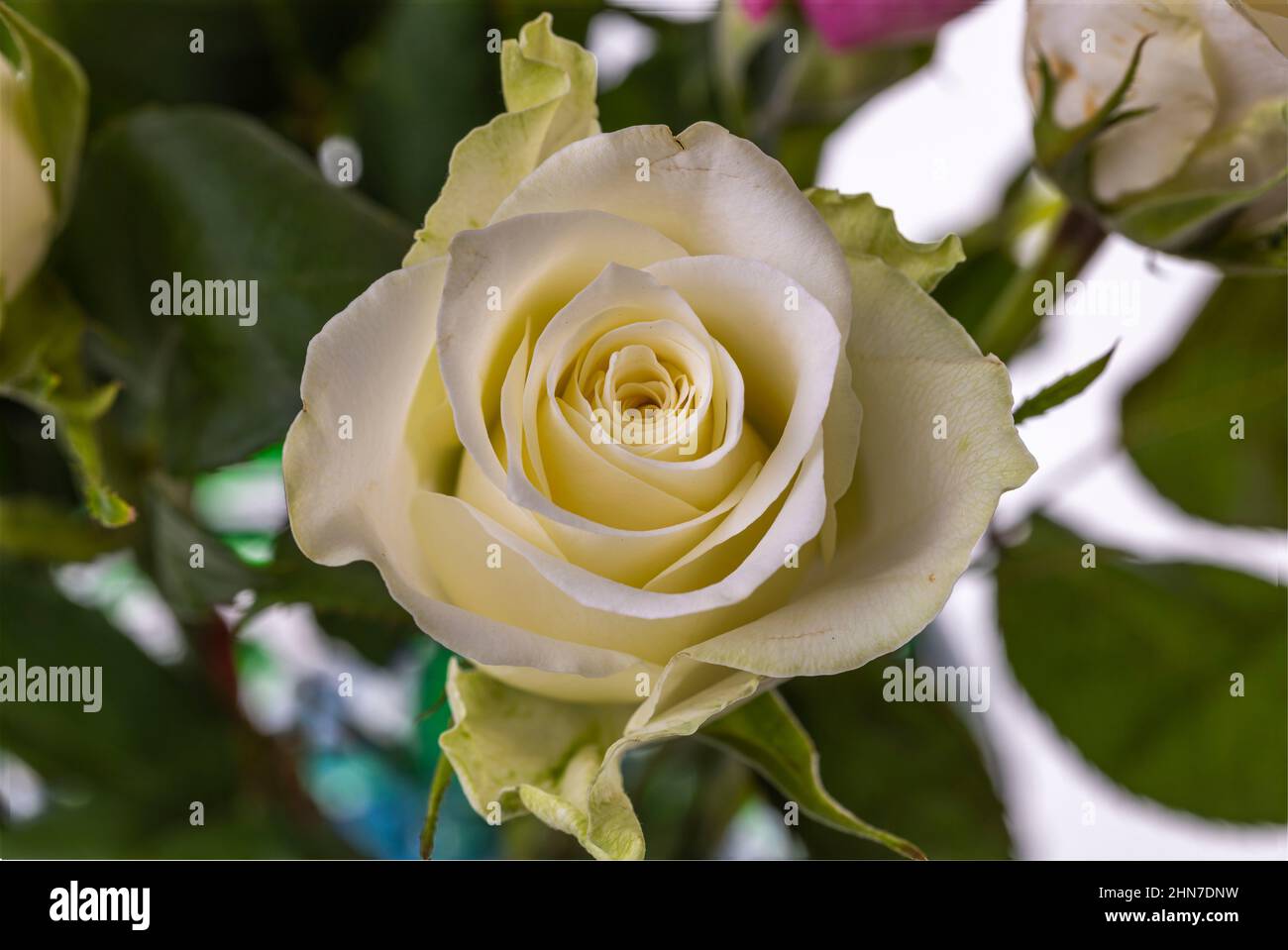 Beautiful close up view of white rose flower. Natural beauty ...