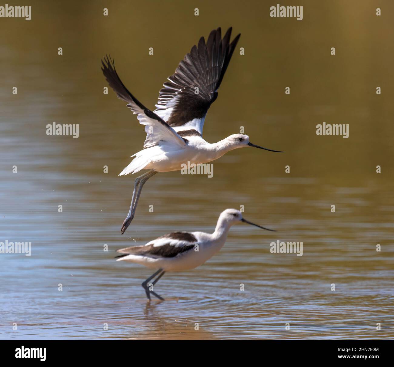 Extended bird wings hi-res stock photography and images - Alamy