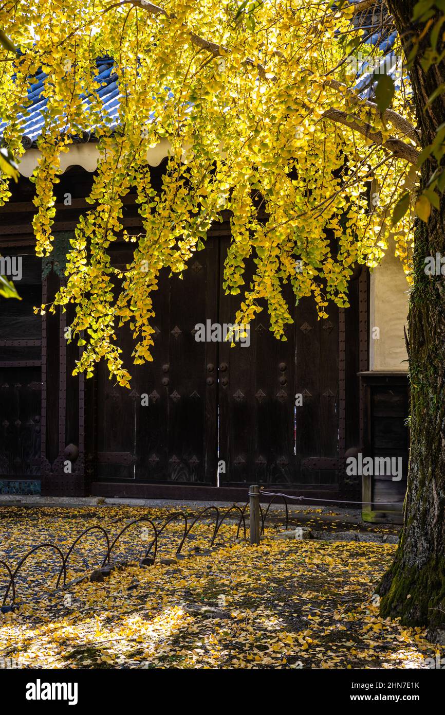 Japanese ginkgo leave with fall colors hanging down in front of a ...