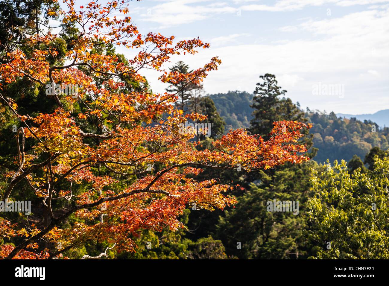 Colorful Japanese maple trees in brilliant autumn colors in a forest Stock Photo - Alamy