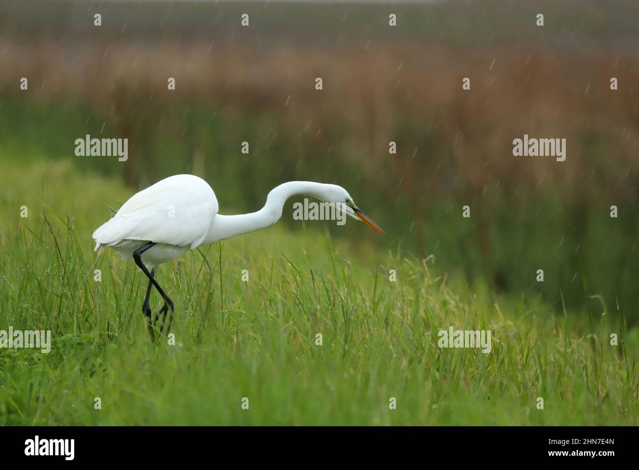 Great egret hunting Stock Photo - Alamy
