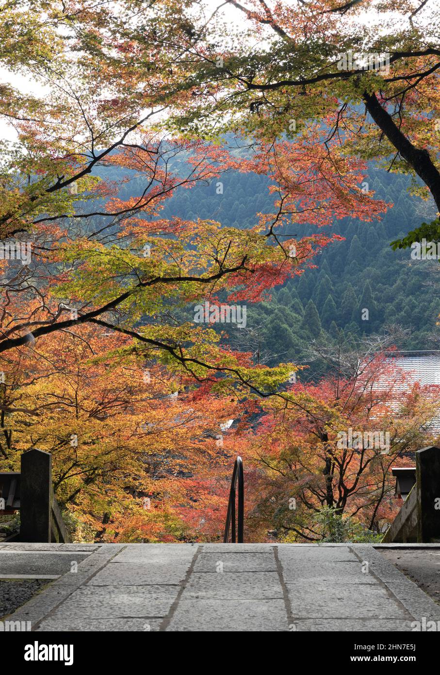 Look over the top of stairs and into the colors of a Japanese fall and ...