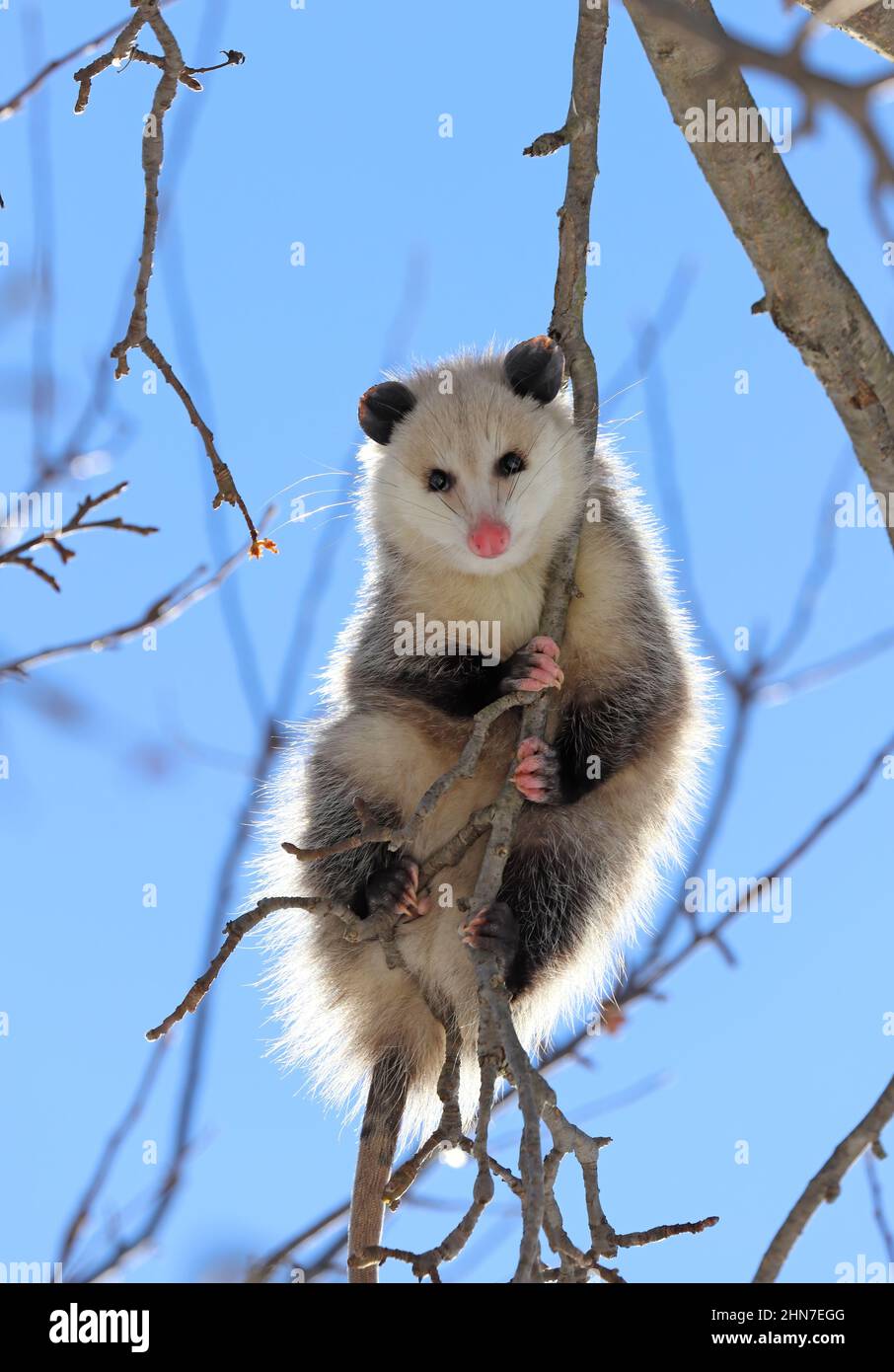 Opossum in tree hi-res stock photography and images - Alamy